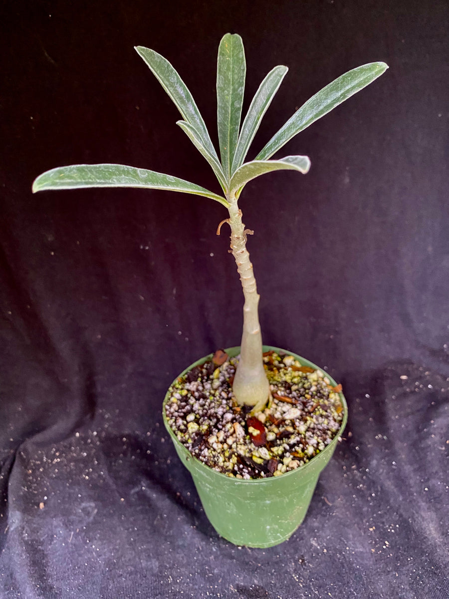 Adenium swazicum – Astrocarpus.com - Online store of unique and rare ...