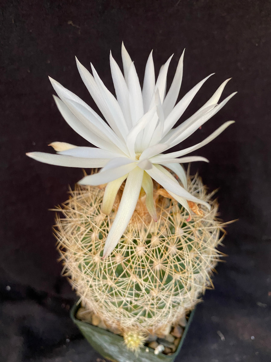 Discocactus araneispinus – Astrocarpus.com - Online store of unique and ...