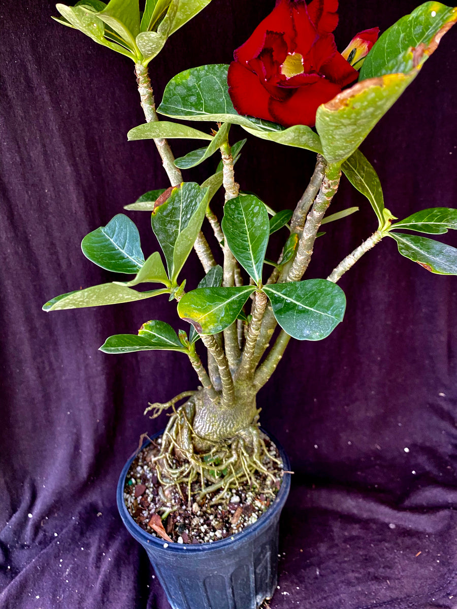 Adenium cv. Triple Red – Astrocarpus.com - Online store of unique and ...